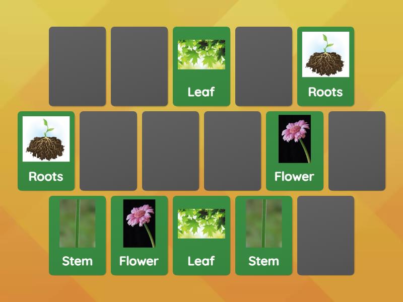 Plants - Matching pairs