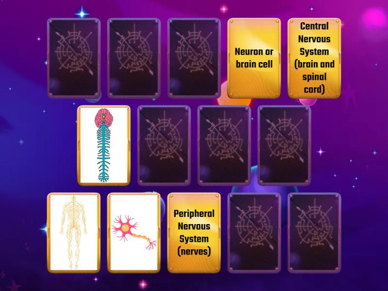 Nervous System - Matching pairs
