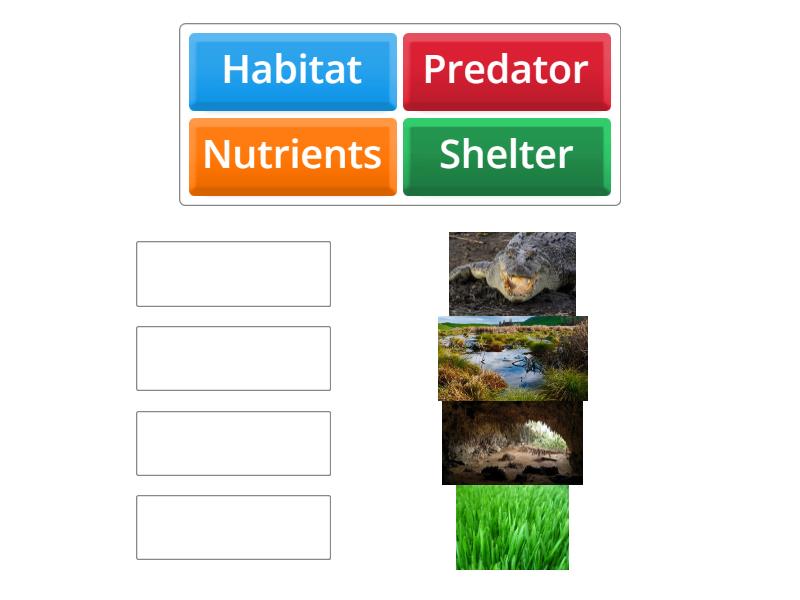 Animal Needs Matching - Match up