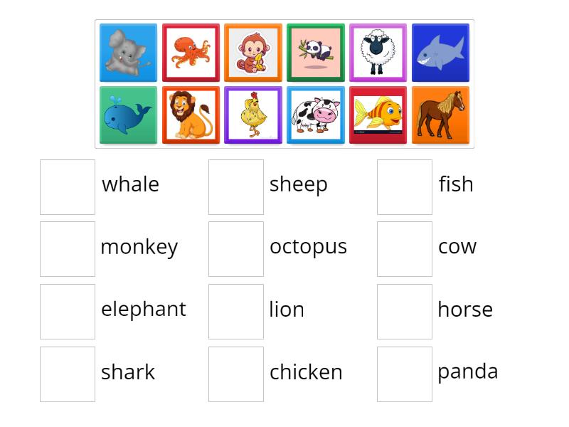 animals KG - Match up