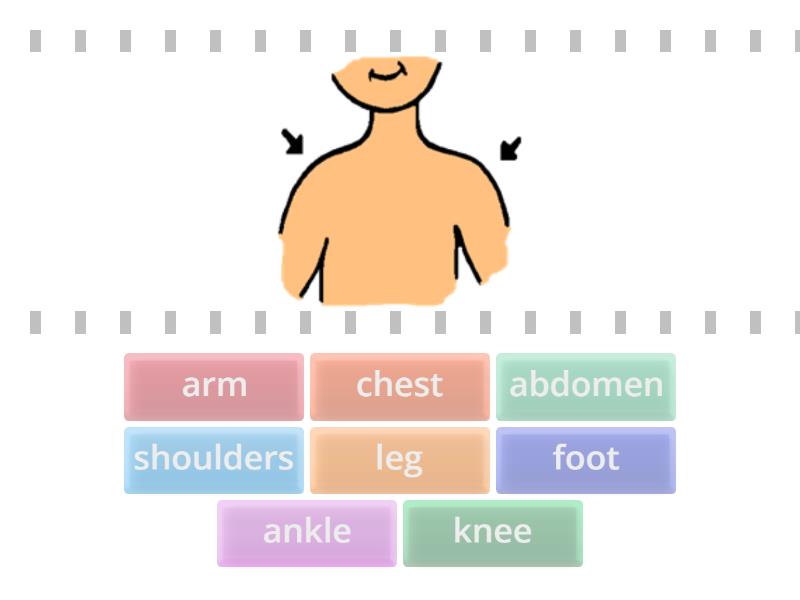 Parts of the body - Find the match