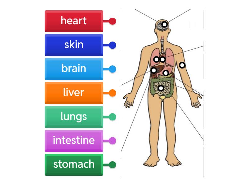 Internal organs - Labelled diagram