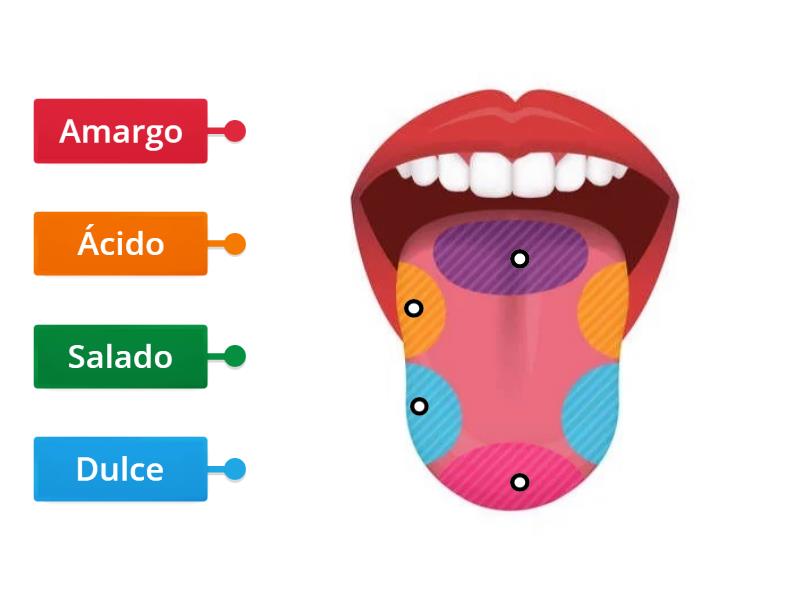 El sentido del gusto (papilas gustativas) - Diagrama con etiquetas