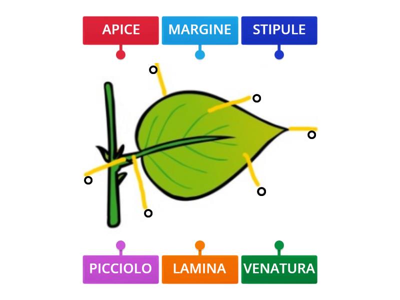 LE PARTI DELLA FOGLIA - Labelled diagram