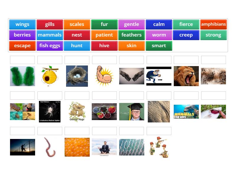 Oxford discover revision animals - Match up