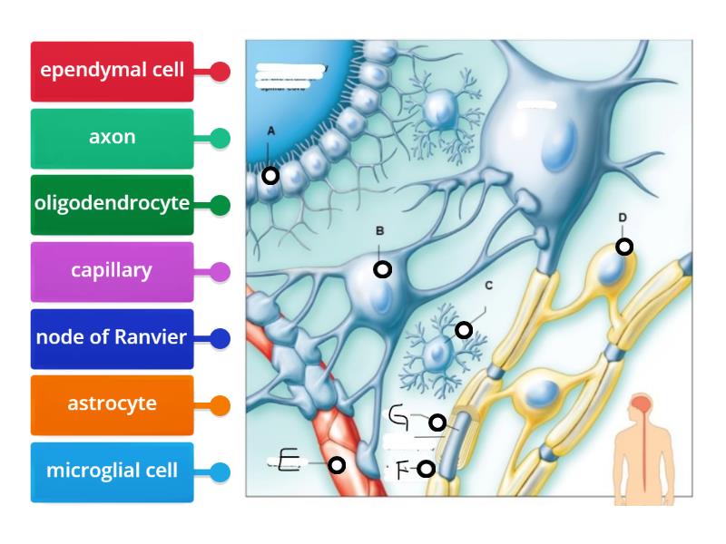 Neuroglia - Labelled diagram