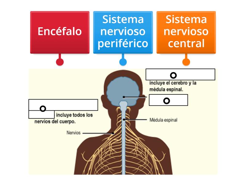 SNC y SNP - Labelled diagram