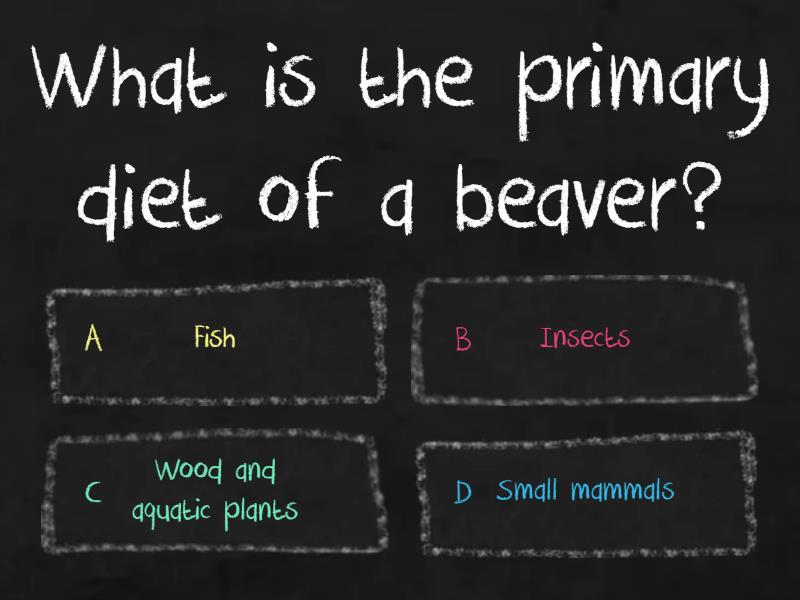 Beaver quiz 嶺 - Cuestionario