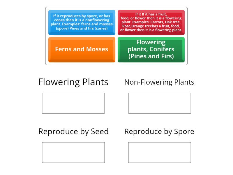 Classifying Plants - Group sort