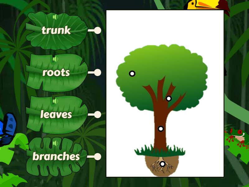 Parts of the Tree (3rd Grade - Science) - Labelled diagram