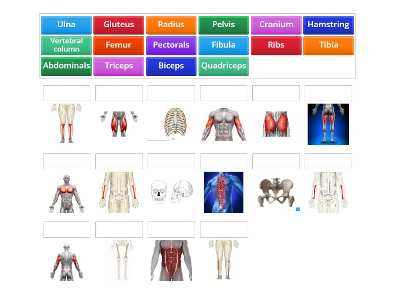 Muscles and Bones - Match up