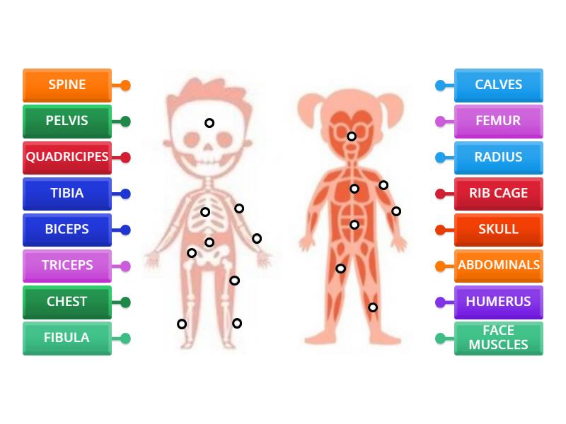 SKELETAL AND MUSCULAR SYSTEM - Labelled diagram