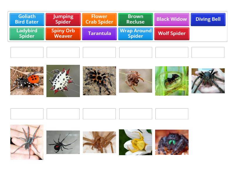 Beautiful Spiders! - Match up