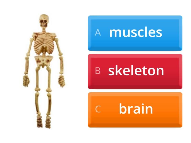 Bones & Muscles - Quiz