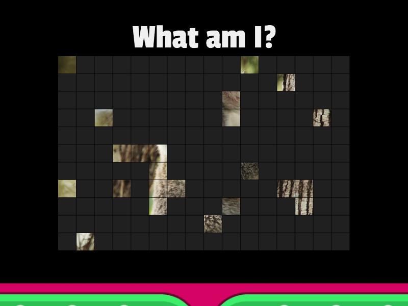 Rainforest Animals - Image quiz