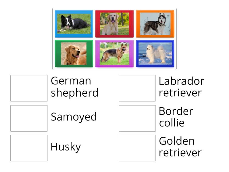 Breeds of dogs - Match up