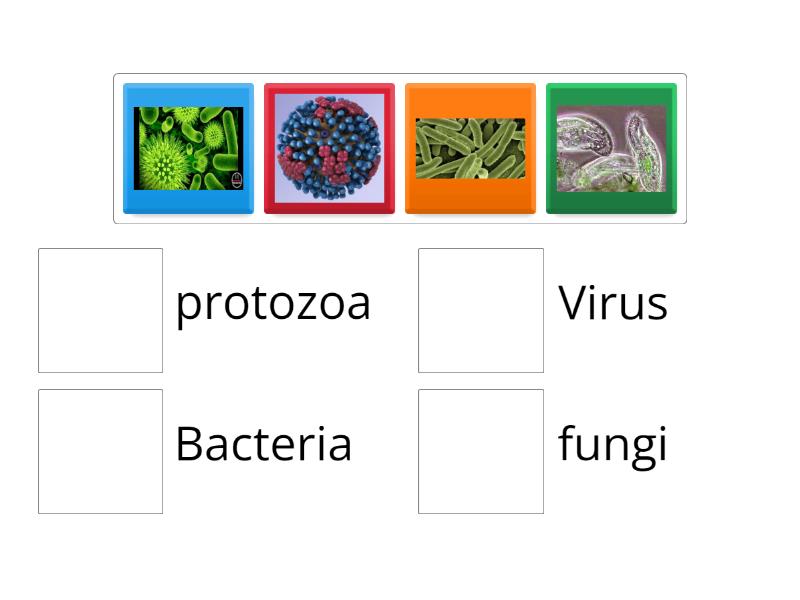 Types of Germs - Match up