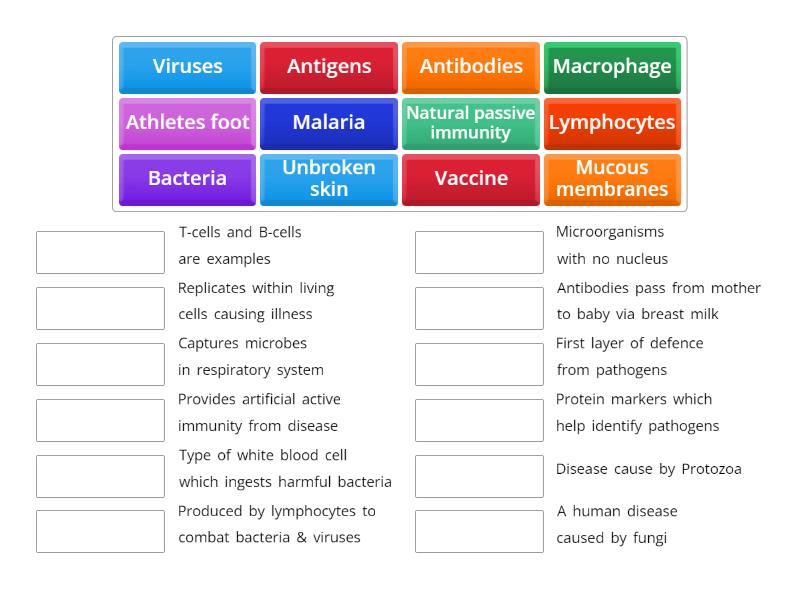 Immune system - Match the definitions - Match up