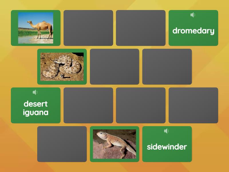 Desert Animals - Matching pairs