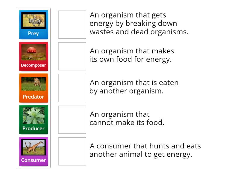 How do organisms interact in ecosystems? - Match up