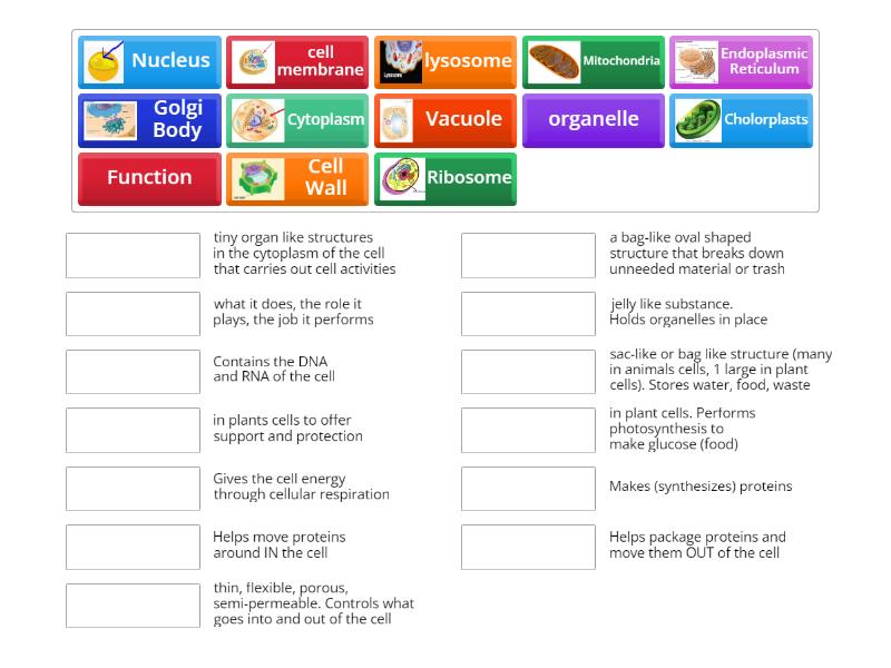 Cell Organelle Function Matching - Match up