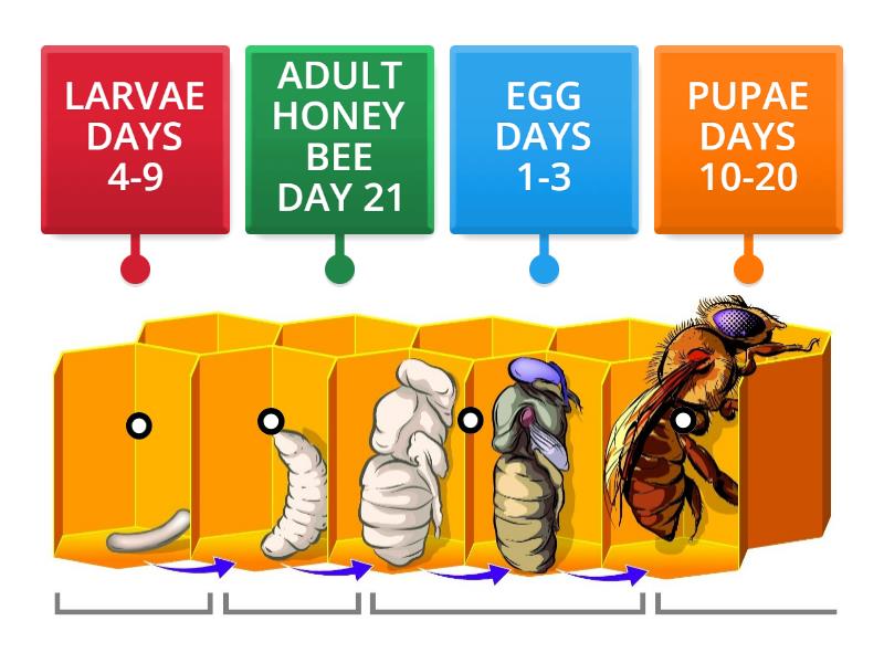 -HONEY BEE- life cycle - Labelled diagram