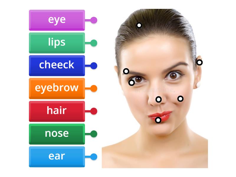 face - Labelled diagram