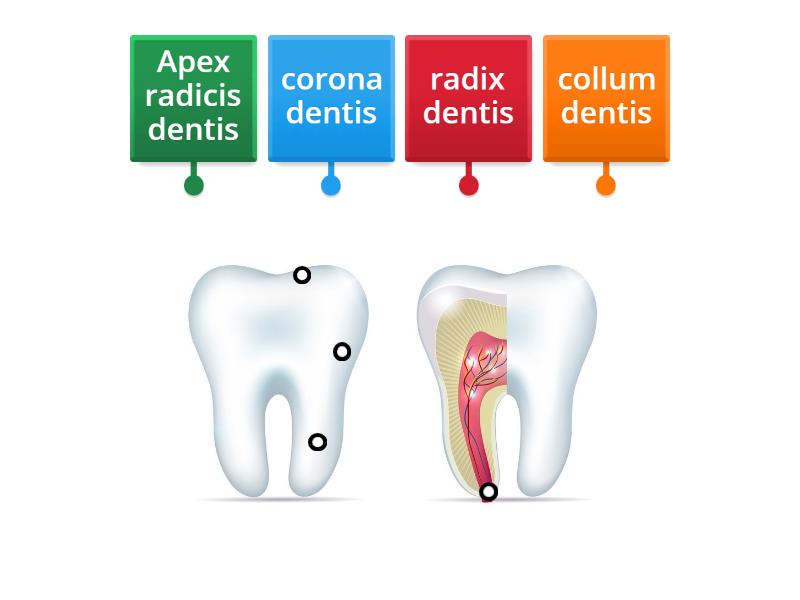 Partes dentis - Diagrama con etiquetas