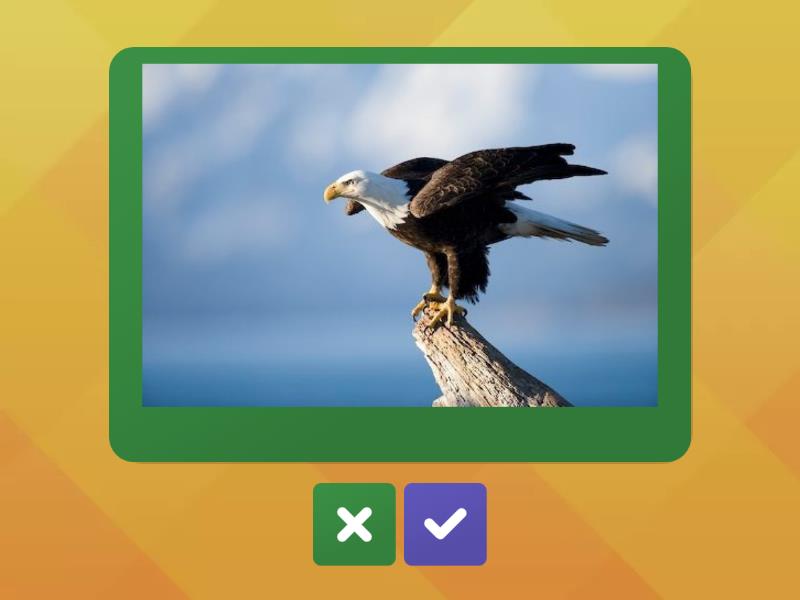 Endangered Animals (part 1) - Flash cards