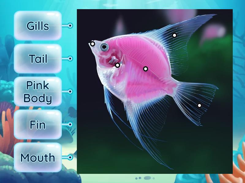 Label Fish - Labelled diagram