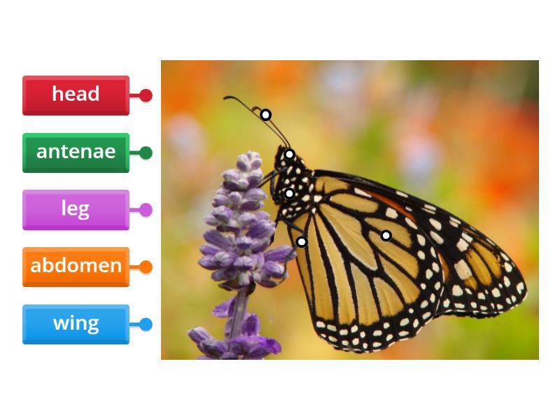 Parts of a Monarch Butterfly - Labelled diagram