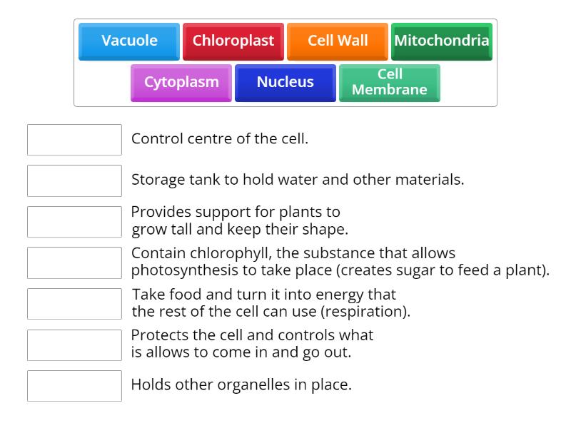Yr 12 Bio - Cell Organelles - Match up