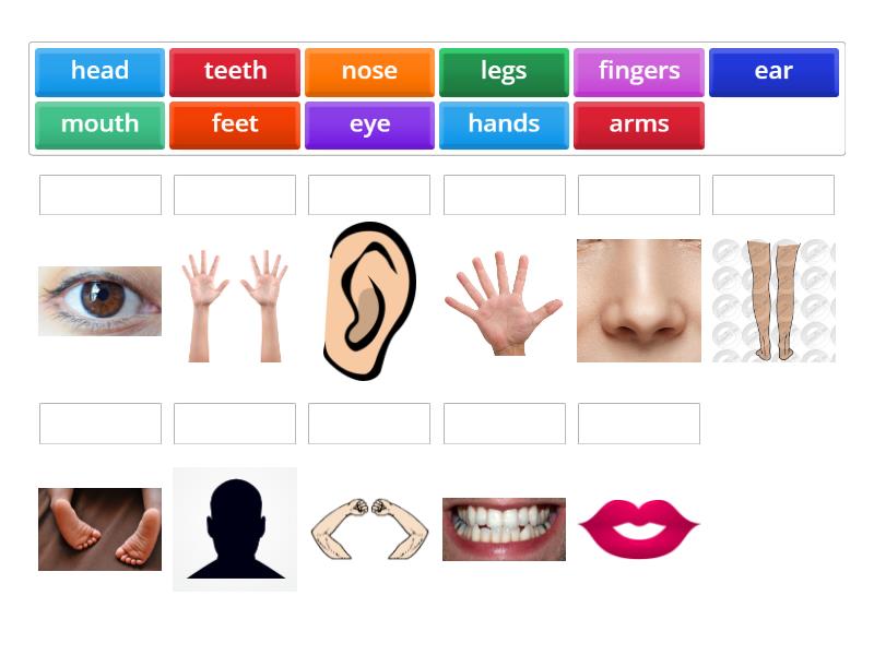 body parts class 1 - Match up