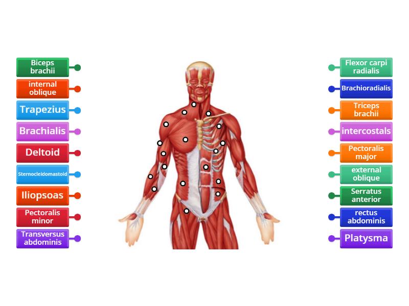 Upper Body Muscles - Labelled diagram