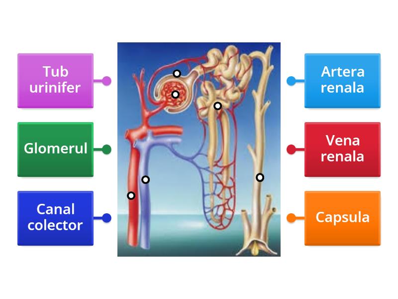 Nefronul - Labelled diagram