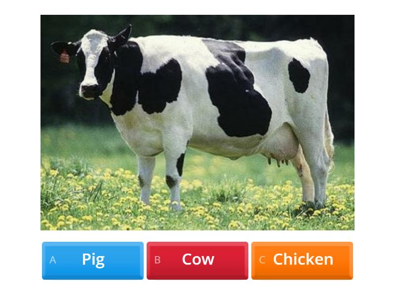 Farm animals - Quiz