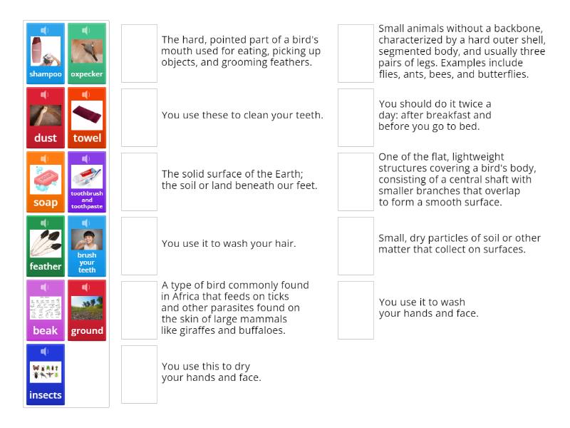Clean birds - reading - vocabulary - Match up