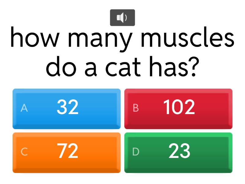 Cat - Quiz
