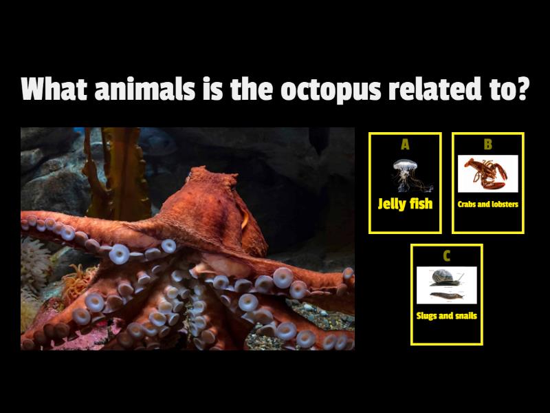 Octopus - Quiz