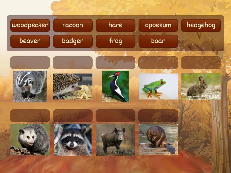 Olga 11 forest animals - Match up