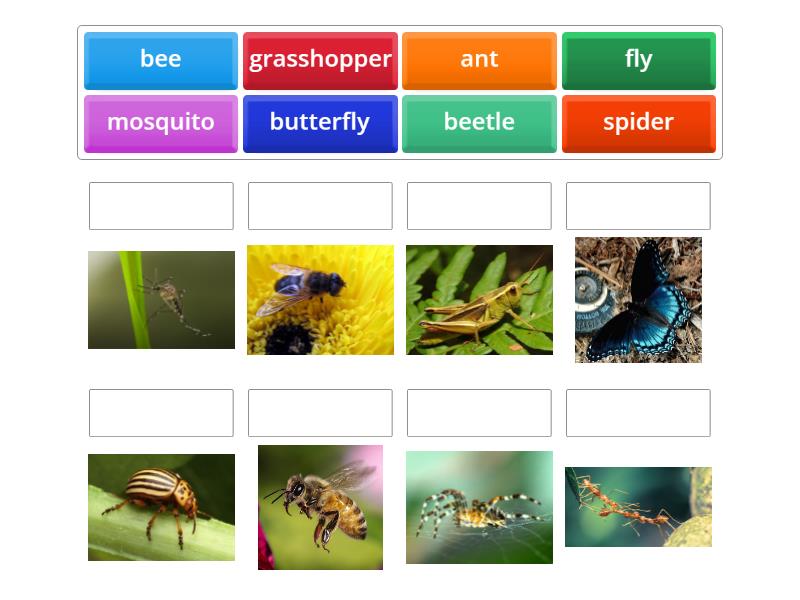 Insects - Match up