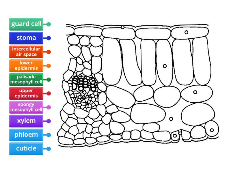 Internal Structure of a Dicot Leaf - Labelled diagram