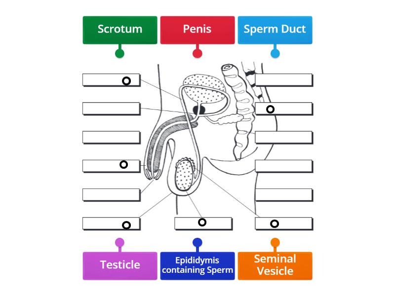 Reproduction: Male Labelling the Parts - Labelled diagram