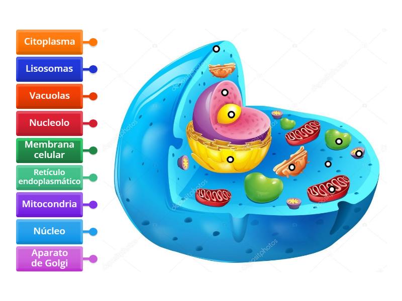 Partes de la célula - Labelled diagram