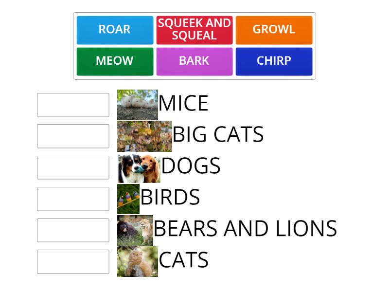 YEAR 1 Animal Sounds (Part 1) - Match up