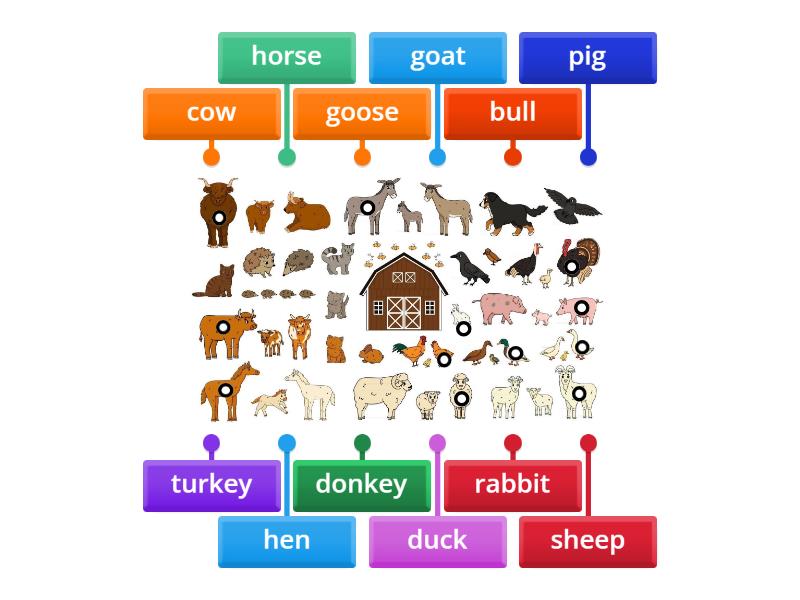Farm animals - Labelled diagram