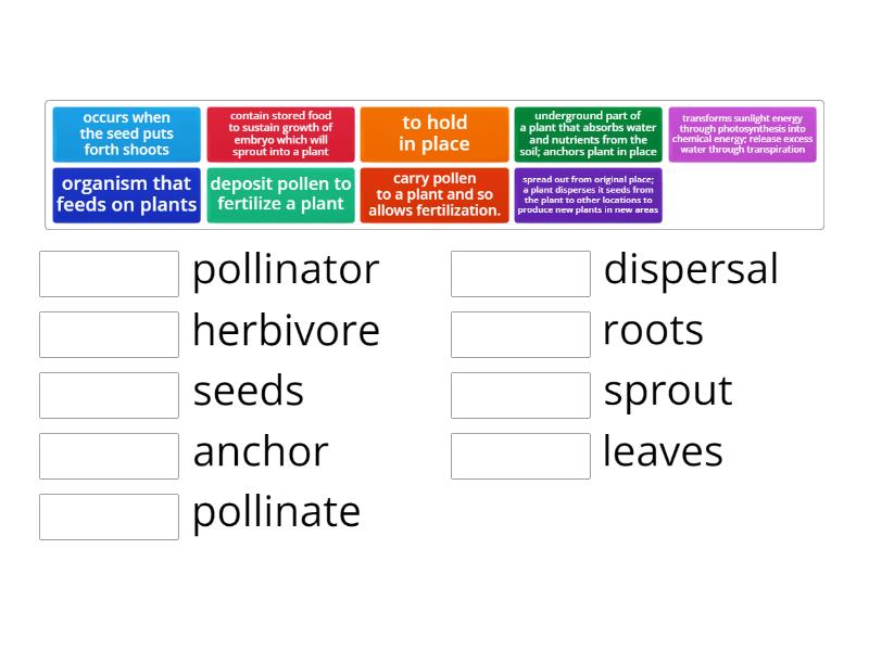 Ecology--Basics of Plants - Match up