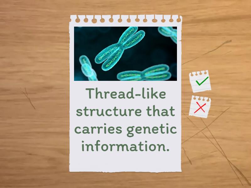 Genetics Vocabulary - Flash cards
