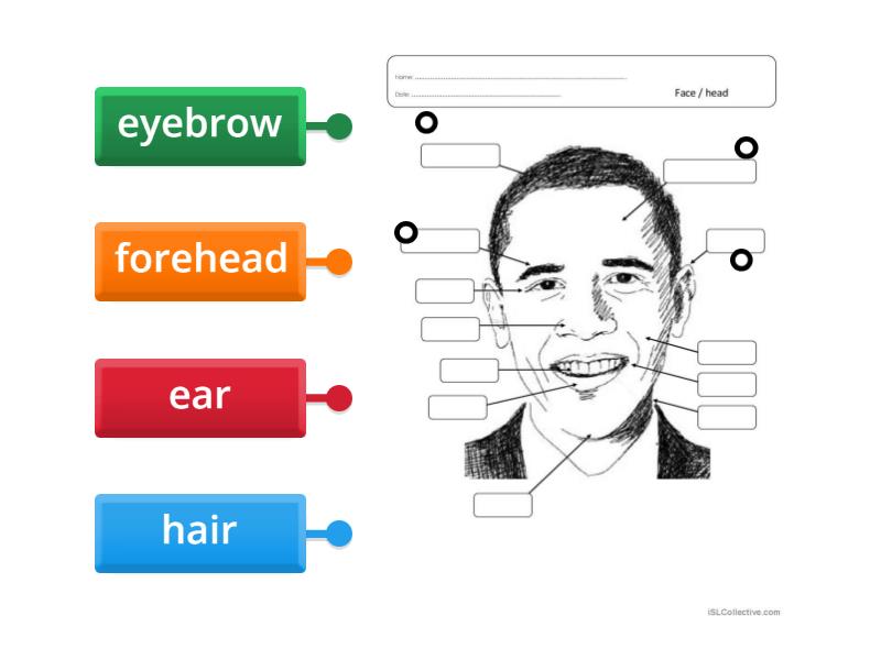 Label the parts of the head - Labelled diagram