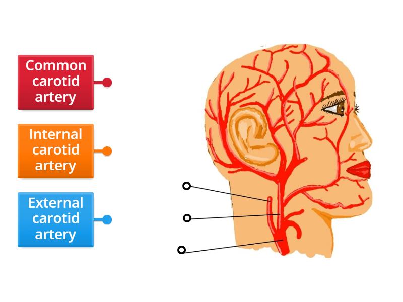 Diagrams of Arteries of the head and neck - Labelled diagram